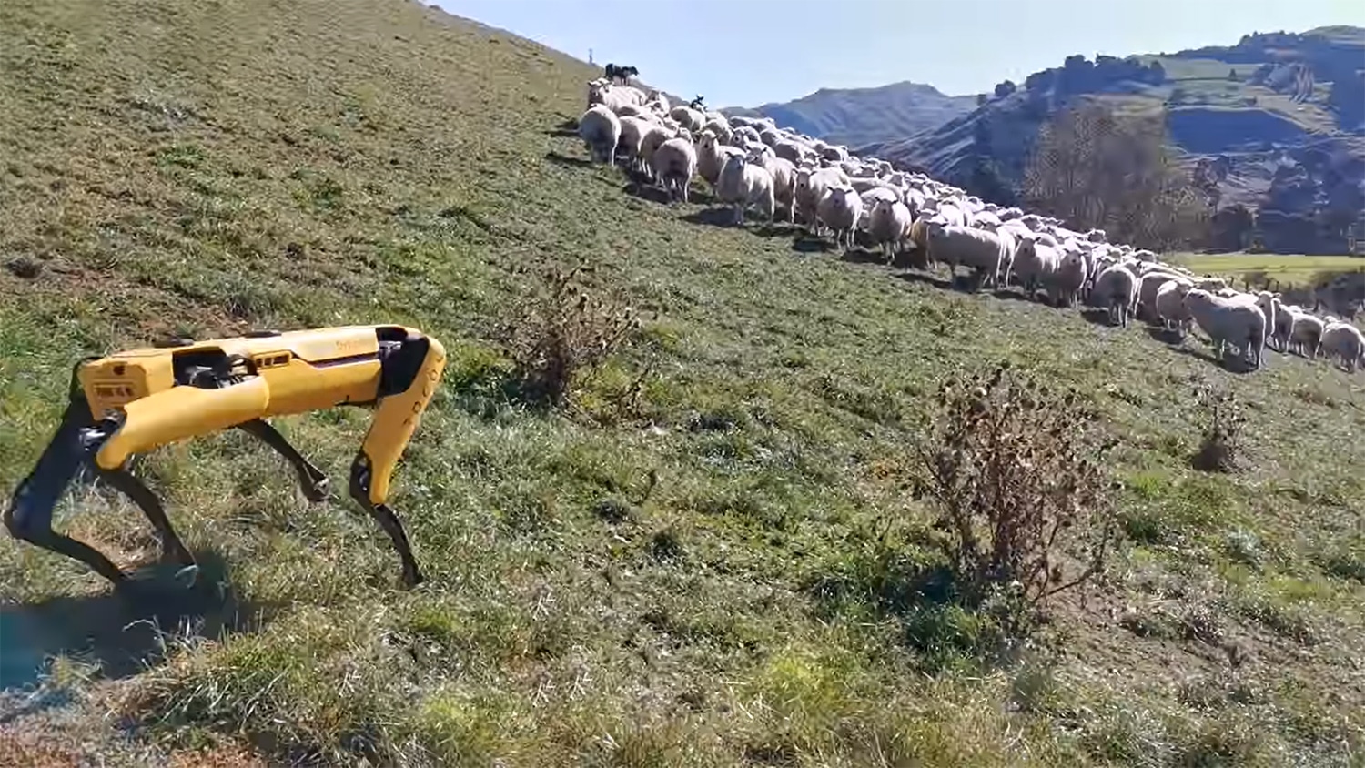 An autonomous robot is being used to herd sheep in New Zealand