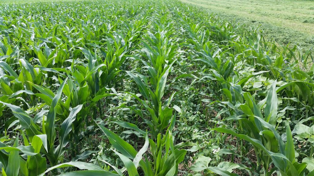 Chinese high-yield intercropping technology completes sowing ...