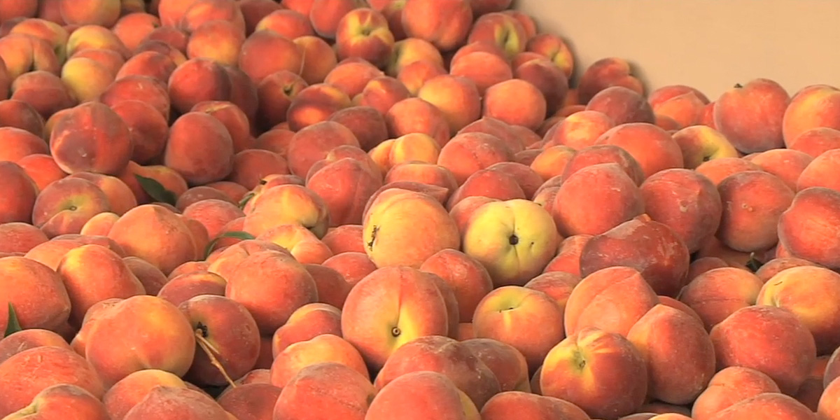 Pakistan set to utilize Chinese technology to boost organic peach ...