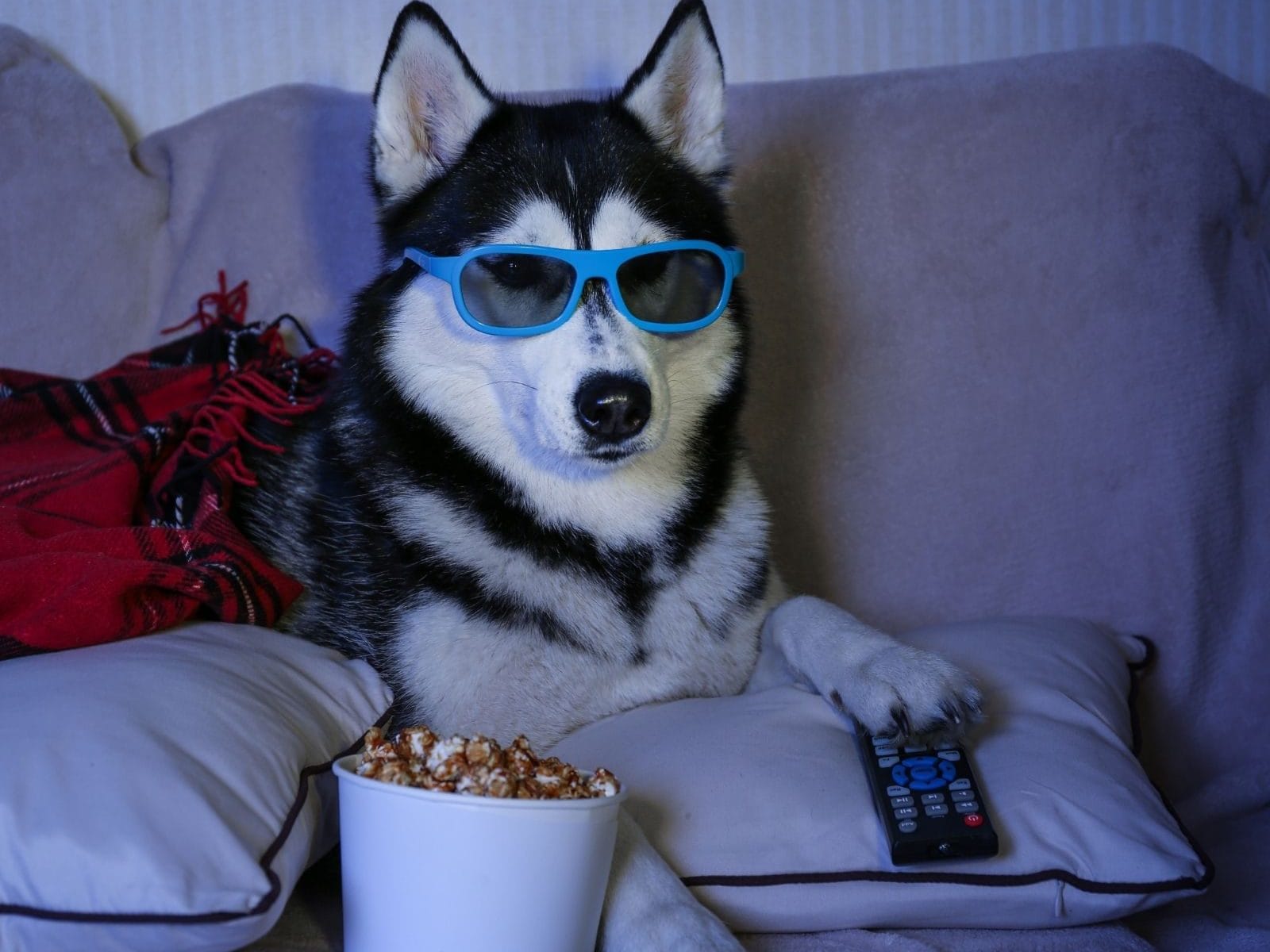 Artificial Intelligence Might Make it Possible For You to Talk to Your Pet