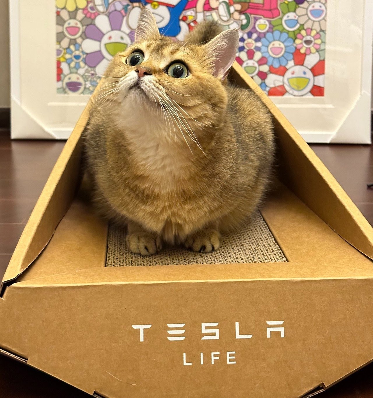 Tesla's New Invention:Cybertruck Cat Tray That Your Pet Can Use To Poop ...