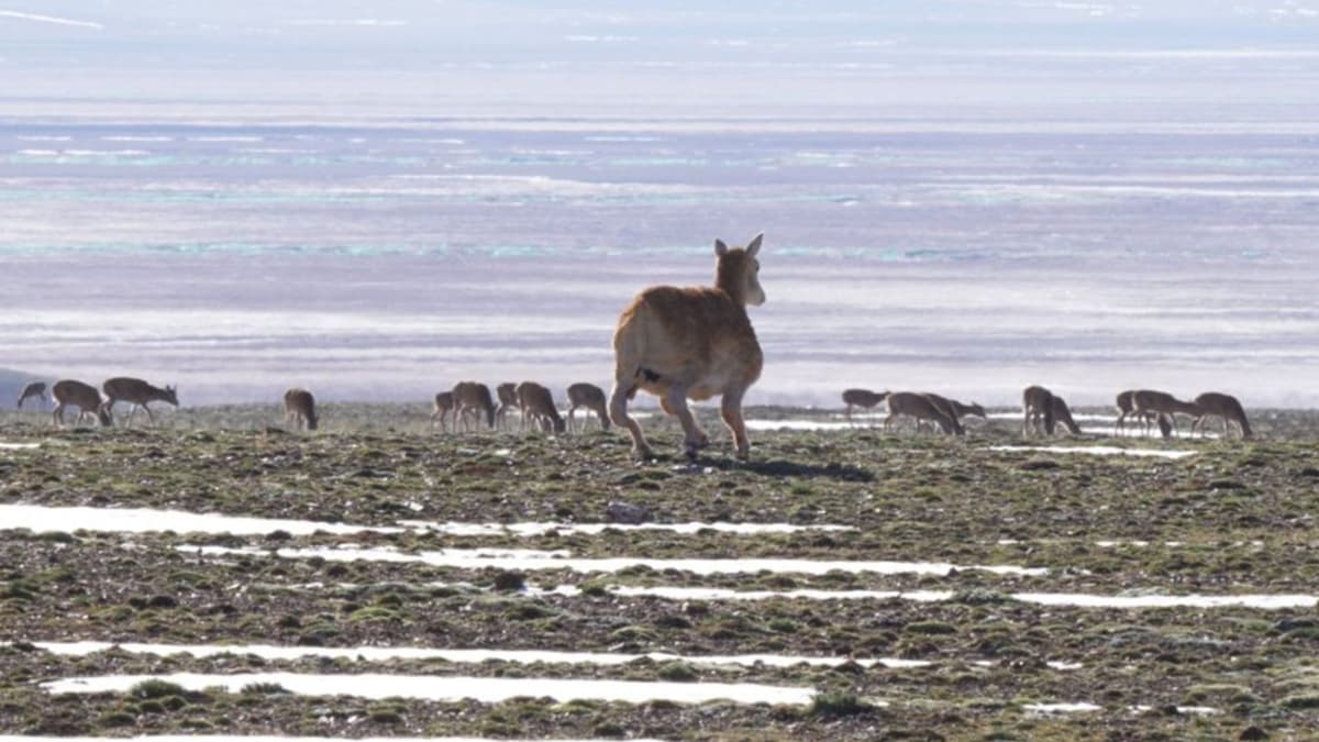China Introduces AI-Driven 5G Robot Antelope for Smart Wildlife Tracking